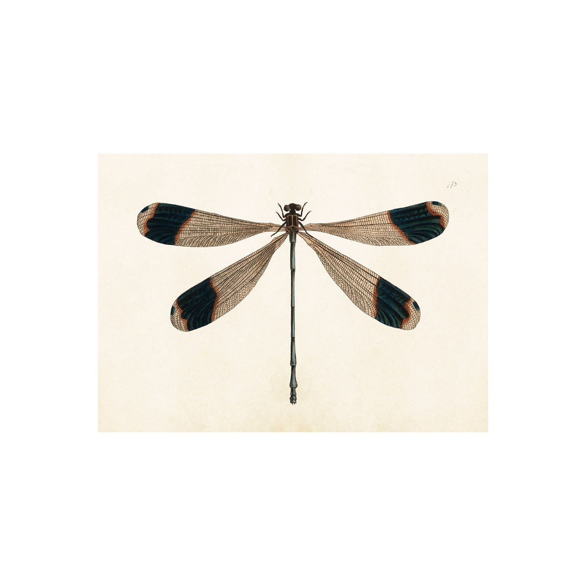 Dragonfly- Poster 70 x 50 cm – Heirloom 142